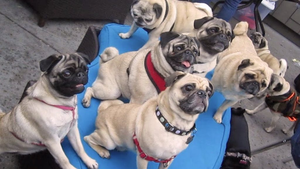 Pug Party!! [EPIC]
