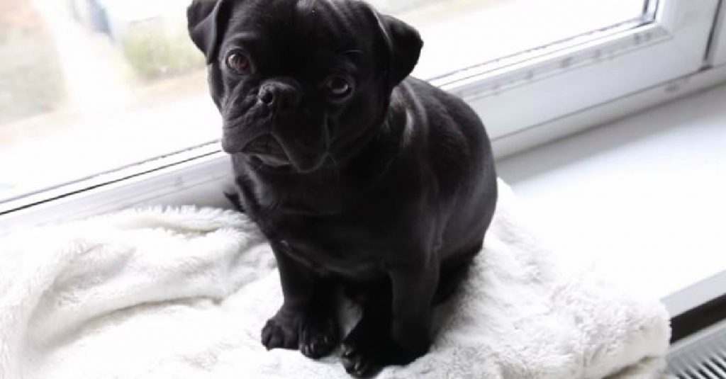 This Pug Will Teach You How To Enjoy Life. This Beautiful Video Will ...