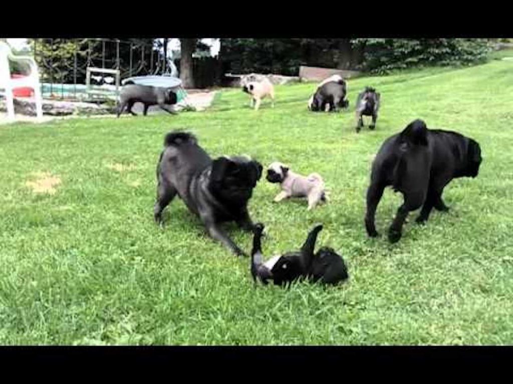 A Grumble Of Silver Pug Puppies! So Beautiful And Precious! Can You ...