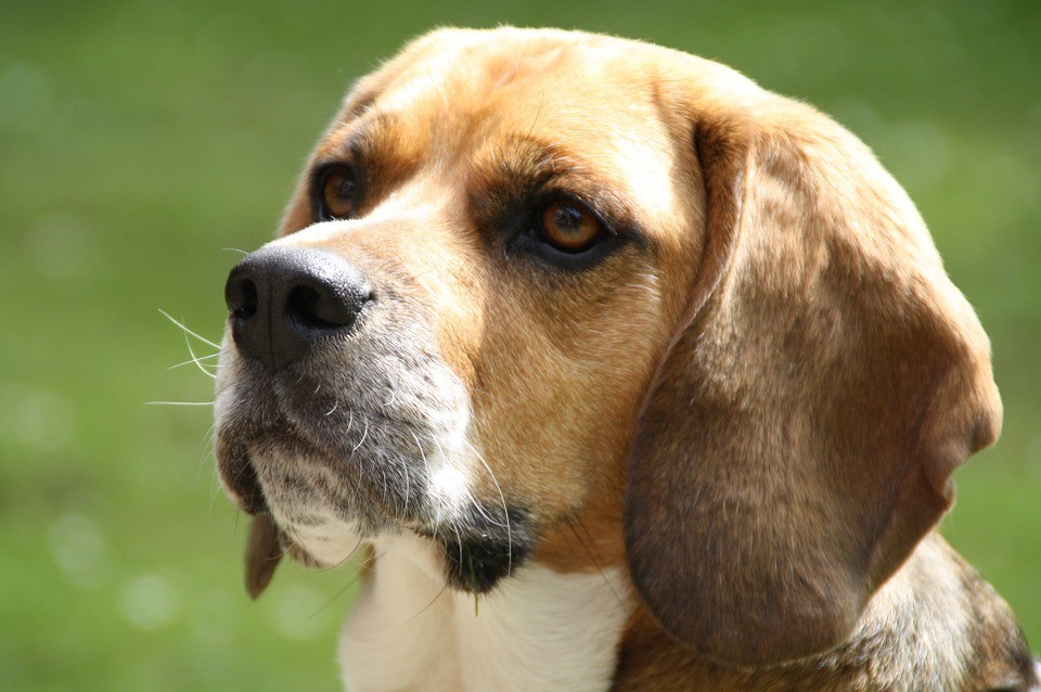 16 Reasons Beagles Are Not The Friendly Dogs Everyone Says They Are