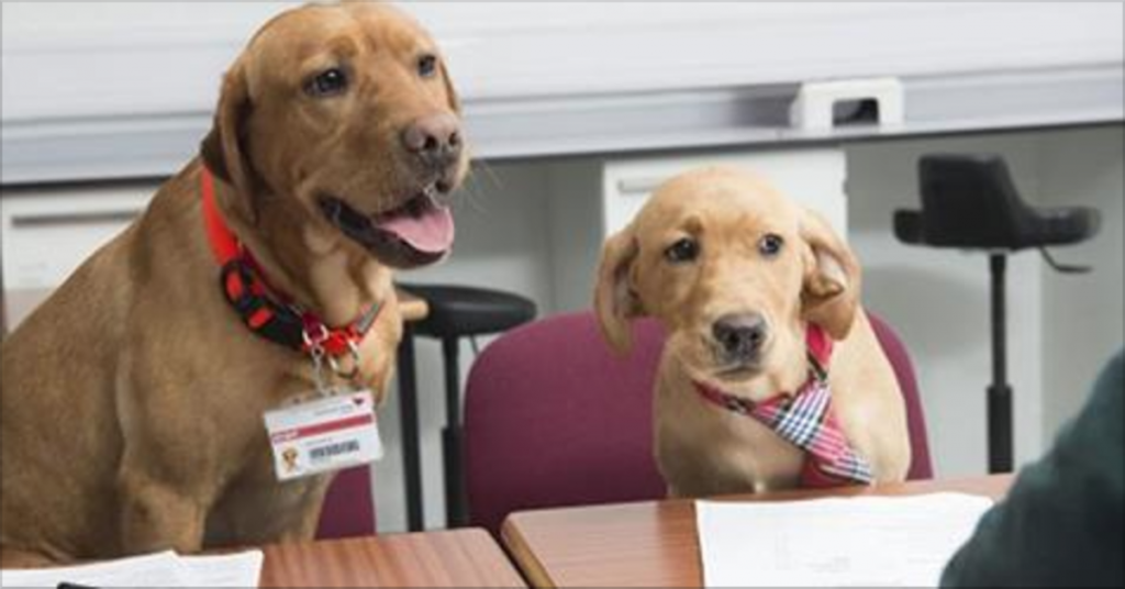 Nervous students interview for vet program, are shocked to see dogs as ...