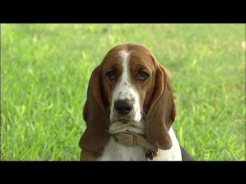 12 Hilarious Basset Hound Memes Will Make Your Day