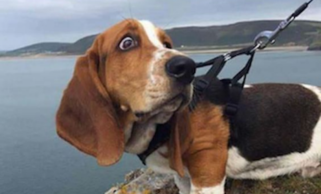 12 Hilarious Basset Hound Memes Will Make Your Day
