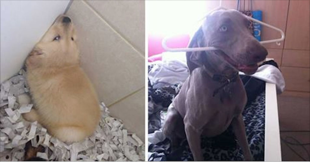 22 hilarious dogs that are as awkward as they are adorable
