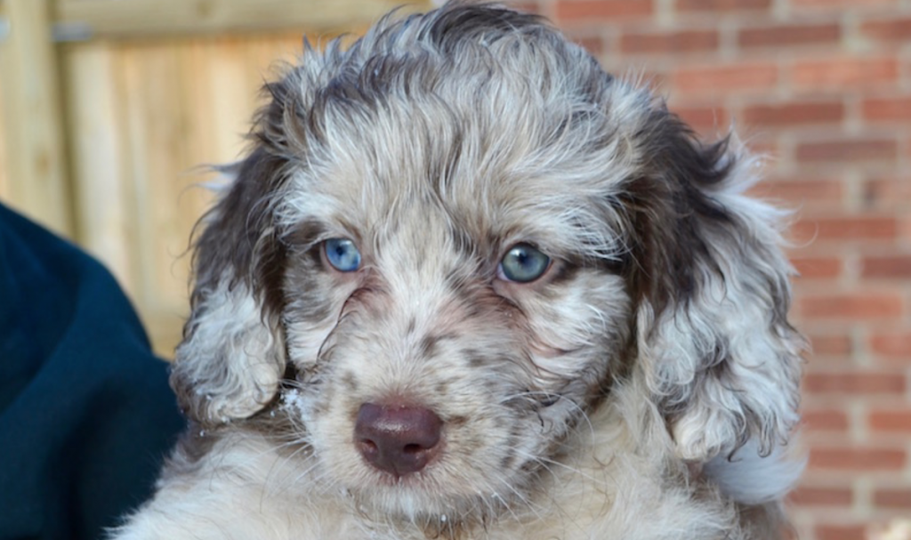 14 Of The Most Adorable Designer Dog Breeds In The World