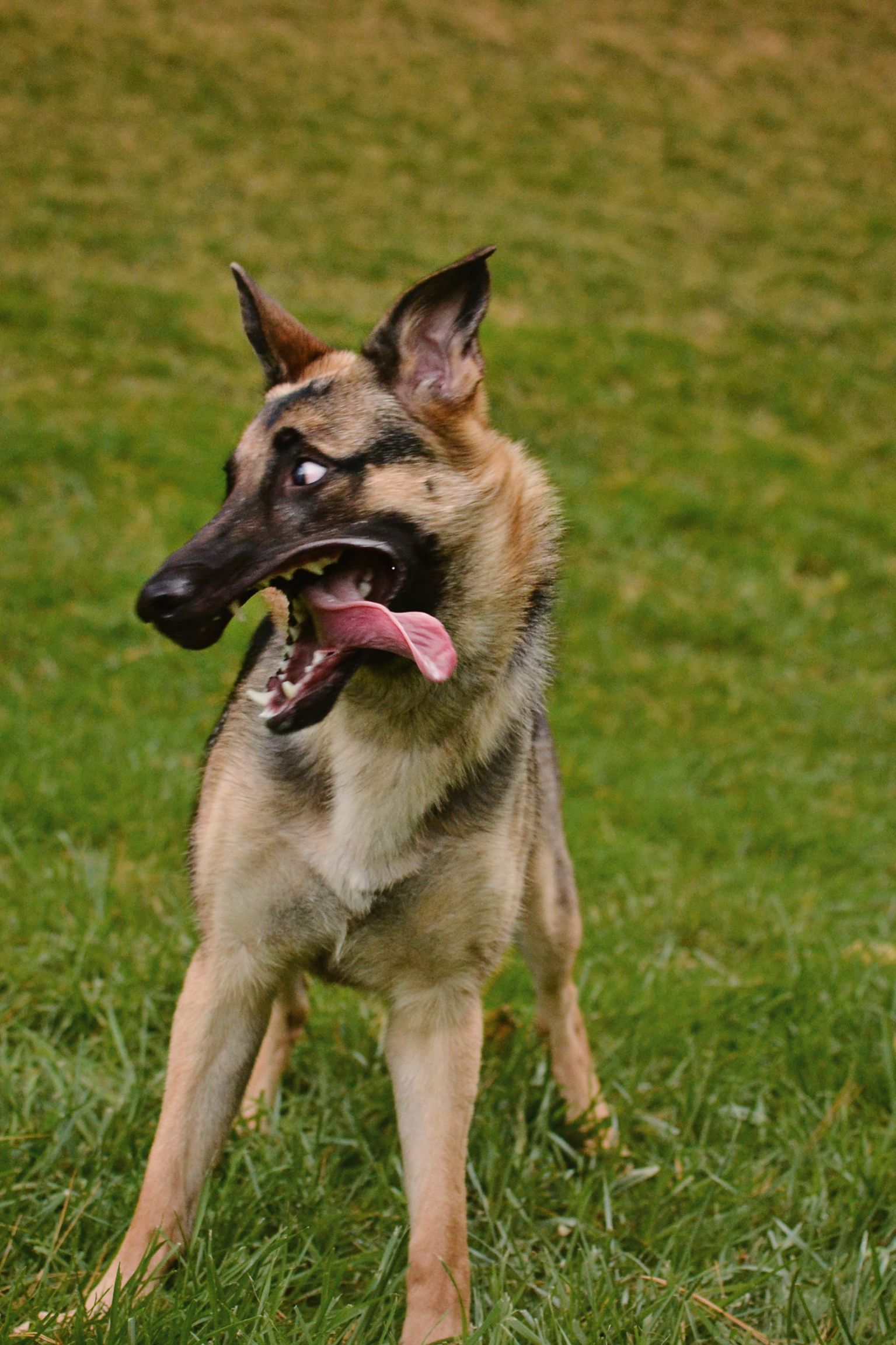 German Shepherds Make Horrible Family Dogs. Here are 10+ Reasons Why