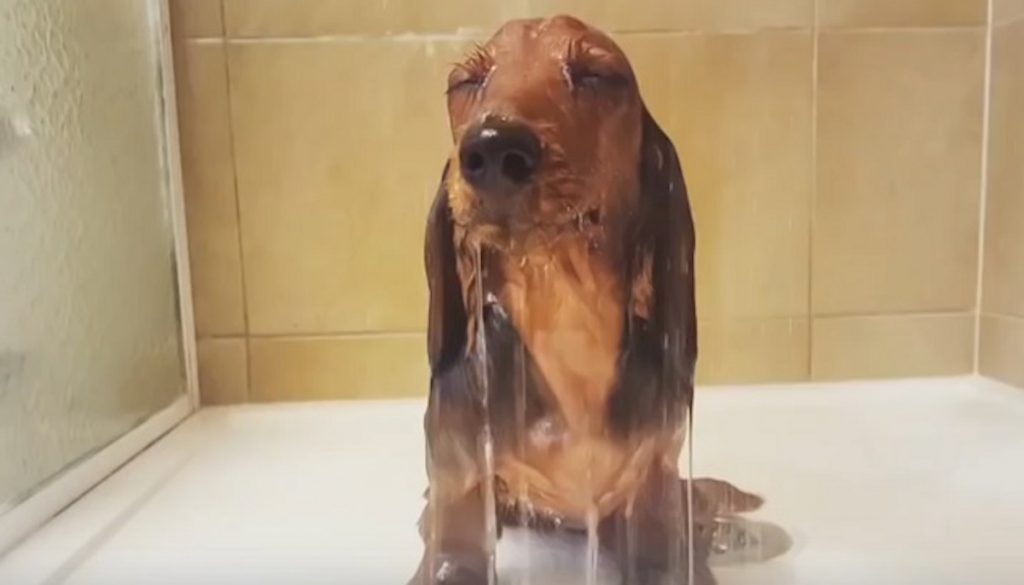 Most Dogs Hate Baths, But THIS Dachshund Absolutely LOVES Showers!
