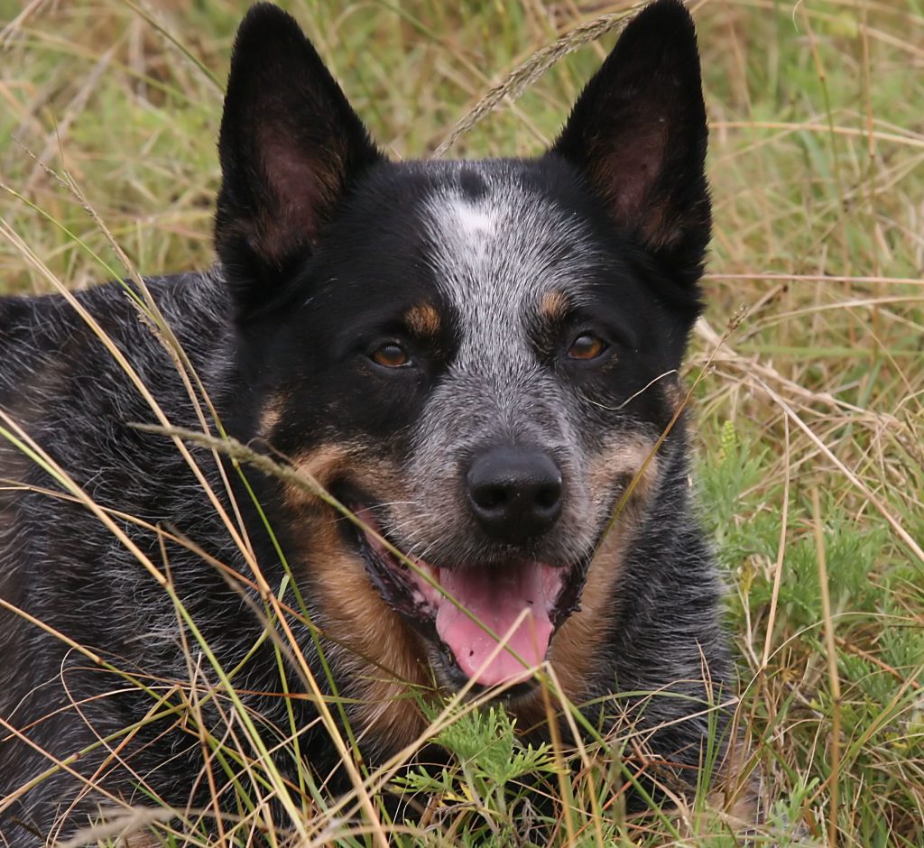 Top 10 Smartest Dog Breeds In The World