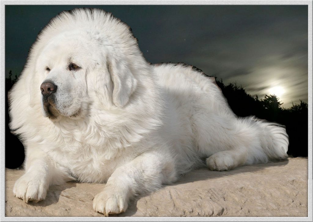 25 Most Expensive Dogs Money Can Buy