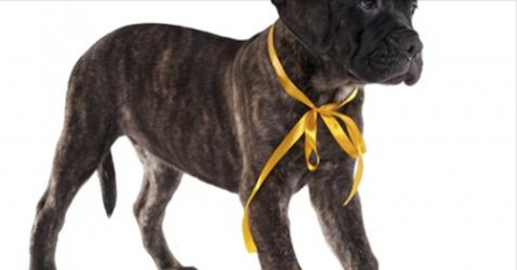 Do you know what a yellow ribbon tied on a dog’s collar means? I had no ...