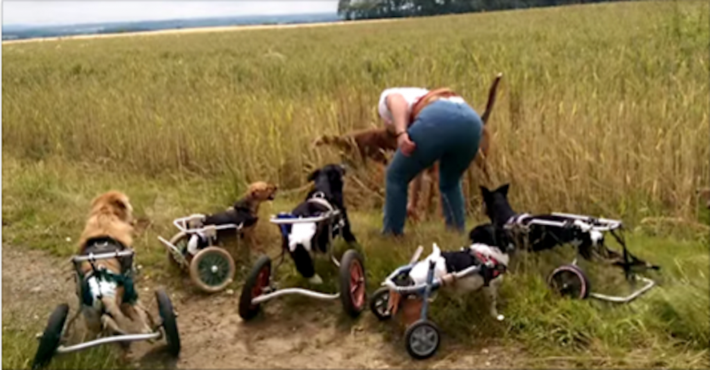 Dogs in wheelcart playing with a stick is the happiest thing you’ll see ...