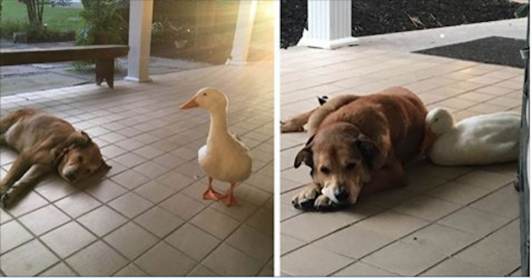 Depressed dog grieves after losing his best friend. A friendly duck ...