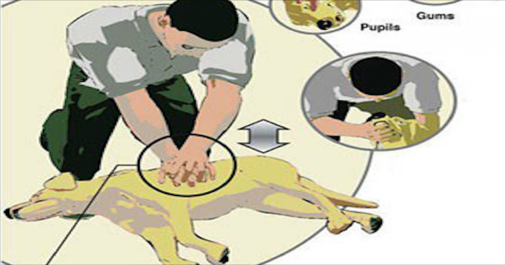 CPR for Dogs: Do You Know What To Do If Your Dog Stops Breathing?