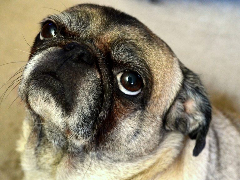 5 Annoying Habits All Pug Owners Learn To Love