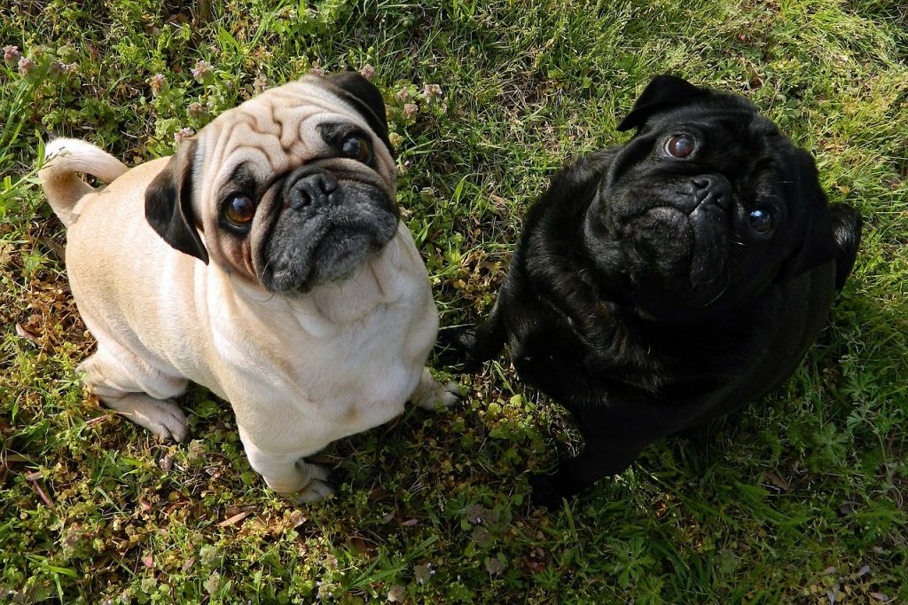 5 Annoying Habits All Pug Owners Learn To Love