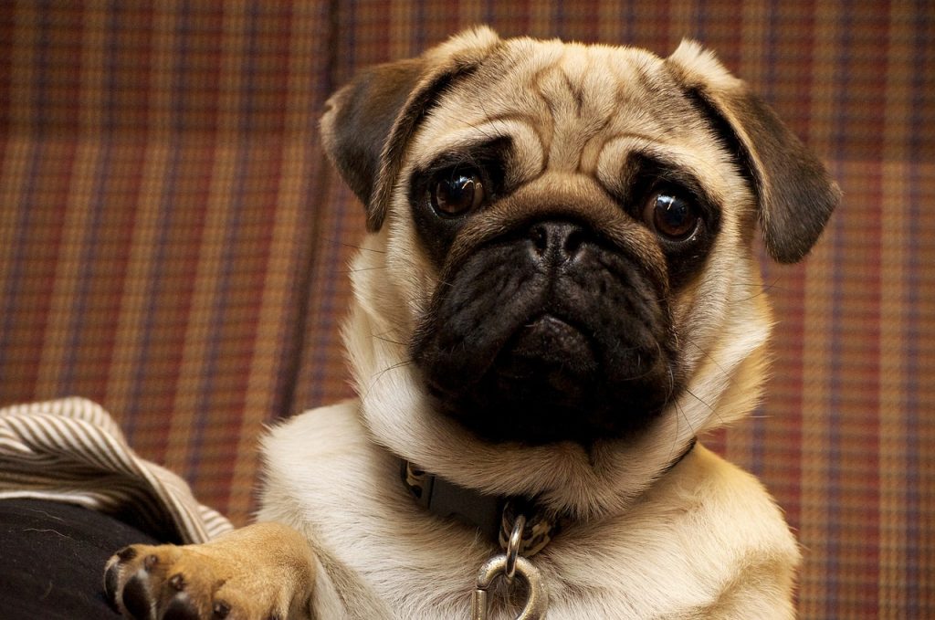 5 Annoying Habits All Pug Owners Learn To Love