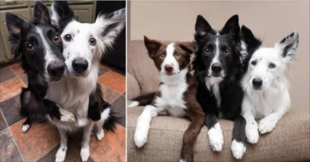 Adorable dogs love to cuddle with each other. Then owner introduces ...