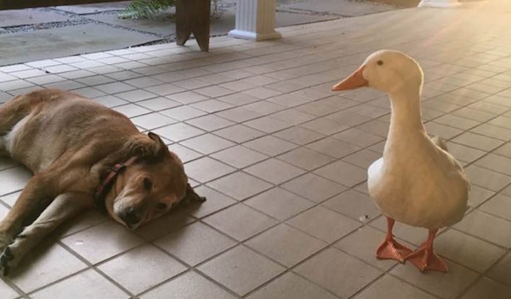 Friendly Duck Shows Up At A Home And Helps A Grieving Dog Feel Better
