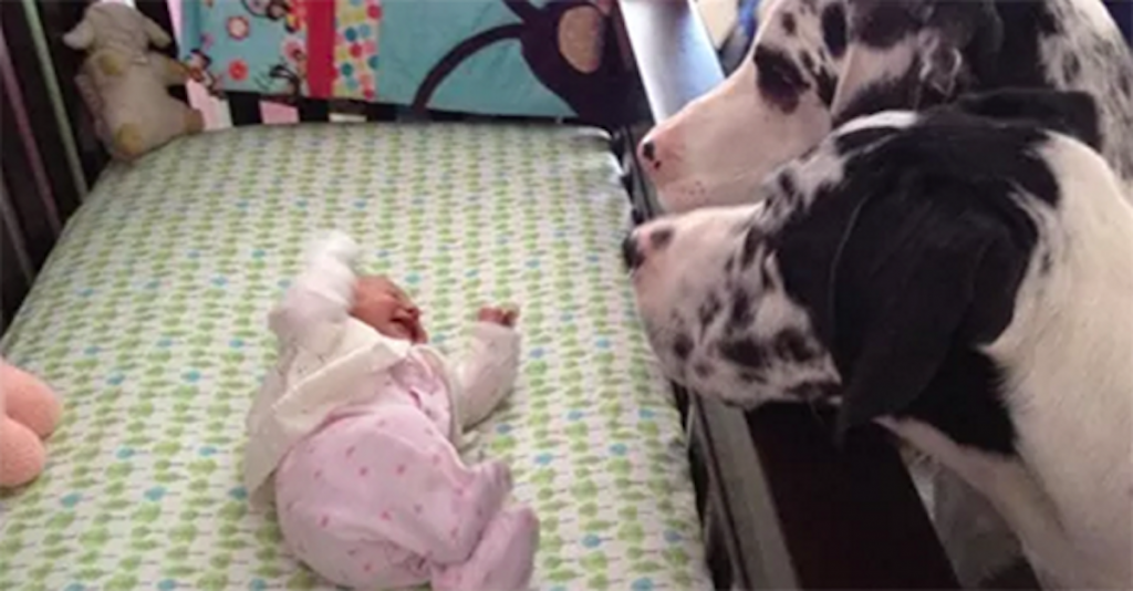 Parents Introduce The New Baby To Their Dogs… And Things Don’t Go As ...