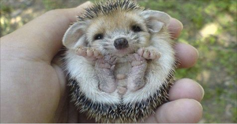 16 Of The Cutest Circular Animals In The World