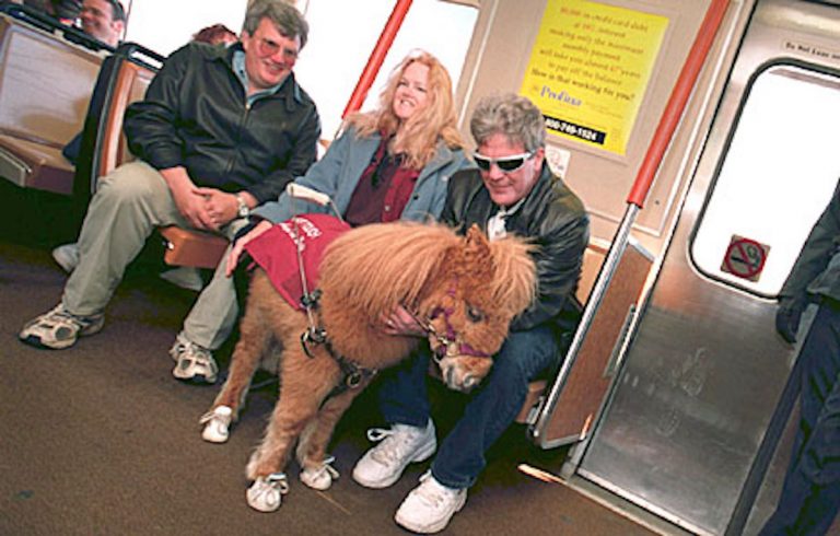 Cuddles the Miracle "Seeing Eye" Horse Gives His Blind Owner A New ...