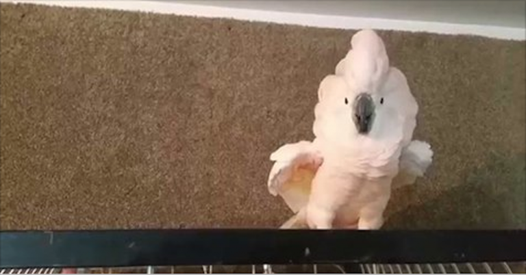 Angry cockatoo is told to go to her cage, throws an expletive-filled ...