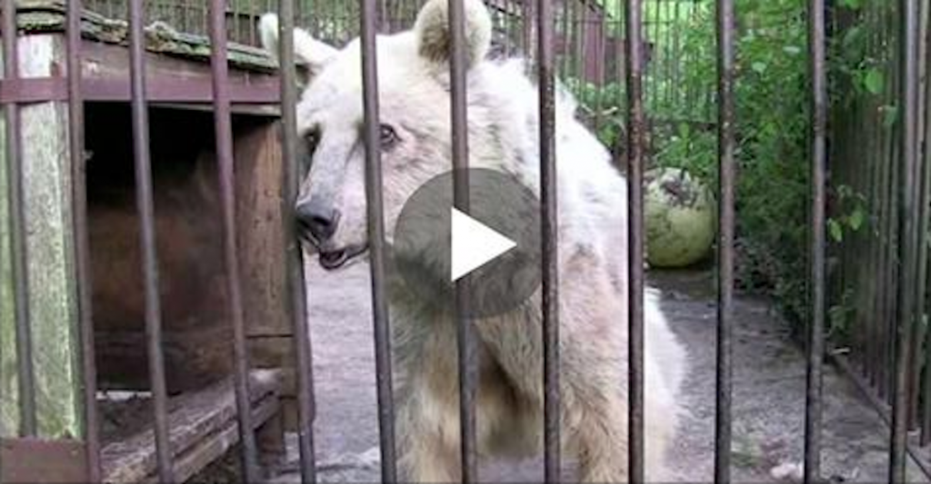 Bear was held captive for over 30 years, has priceless reaction when ...