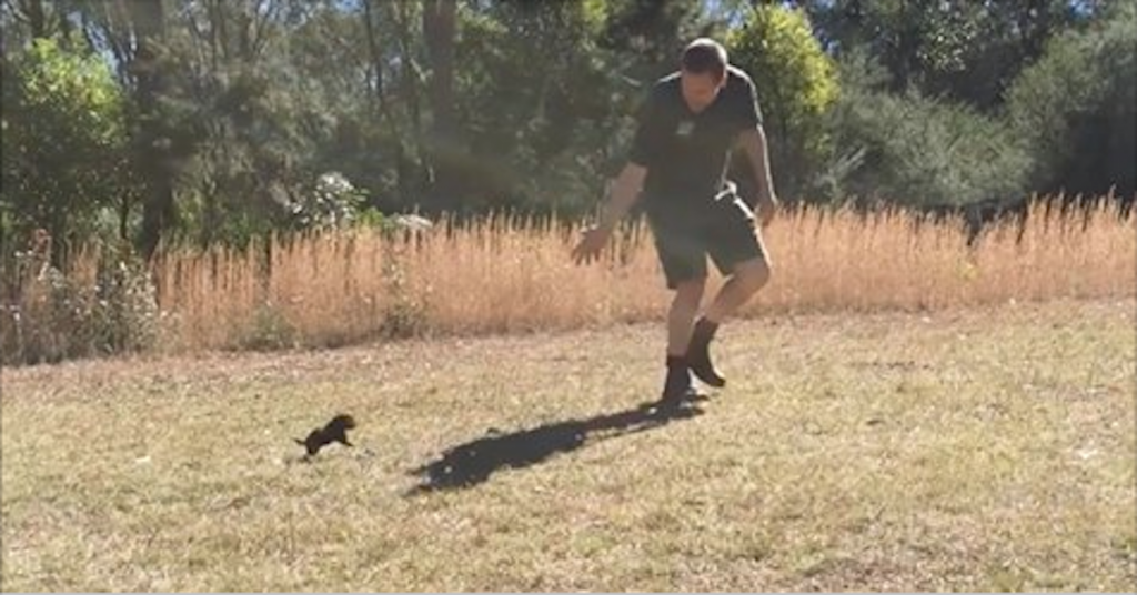 He takes a baby Tasmanian Devil out for its first run, and when it ...