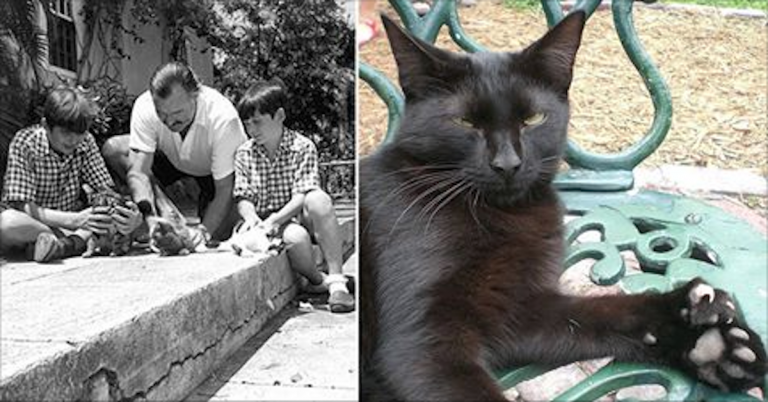 Here’s How A 72-Year-Old Museum Manager And 54 Of Hemingway’s 6-Toed ...