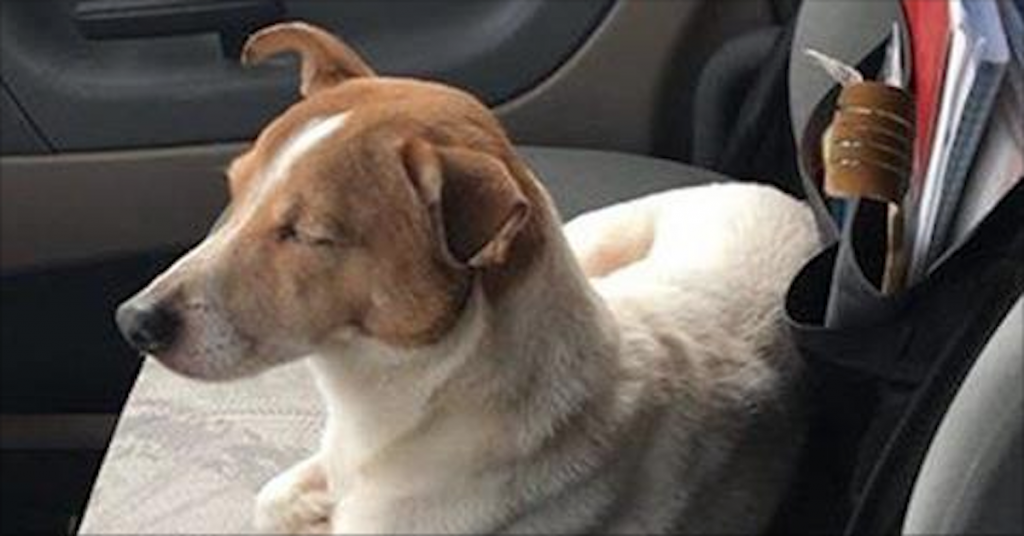 Stray Dog Won't Leave Without Friend-Then Trucker Decides That They ...