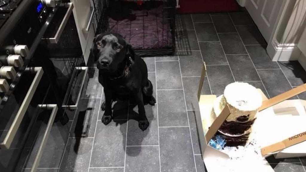 Adorable Labrador Caught Eating Three-Tier Wedding Cake Hours Before ...