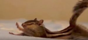 Rescue Chipmunk Discovers New Bed Sheets. His Reaction Has The Internet ...