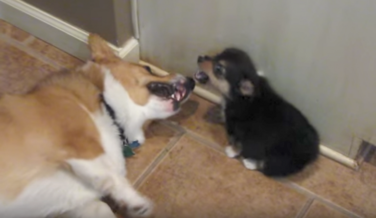 The Dogs Are Arguing When The Pup Turns Around And Rips A Fart In The ...