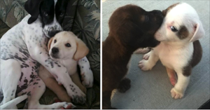 17 Puppy Best Friends — Because You Need More Puppies In Your Life