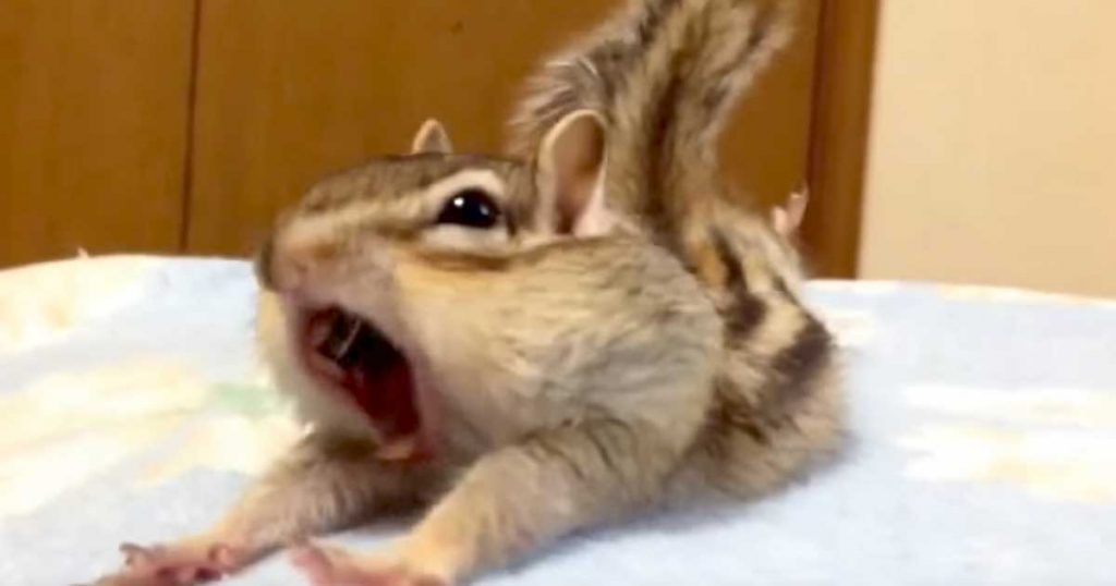 Rescue Chipmunk Discovers New Bed Sheets. His Reaction Has The Internet ...