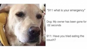 14 Hilarious Dog Memes To Start Your Day Off On The Right Foot
