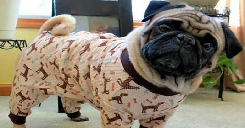 15 Signs That Indicate You’re A Crazy Pug Person… And Are Damn Proud of It!