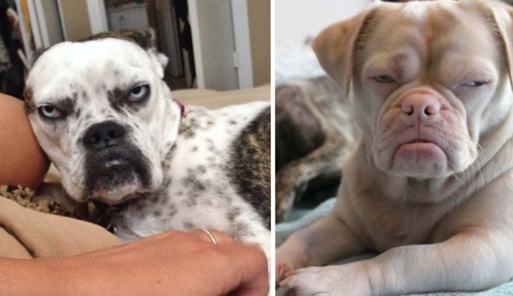 20 Dogs Who Put Grumpy Cat To Shame With Their Hilarious Grumpiness