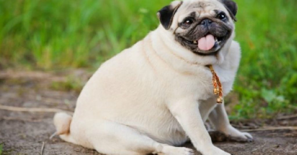 5 Warning Signs Your Dog Might Be Obese