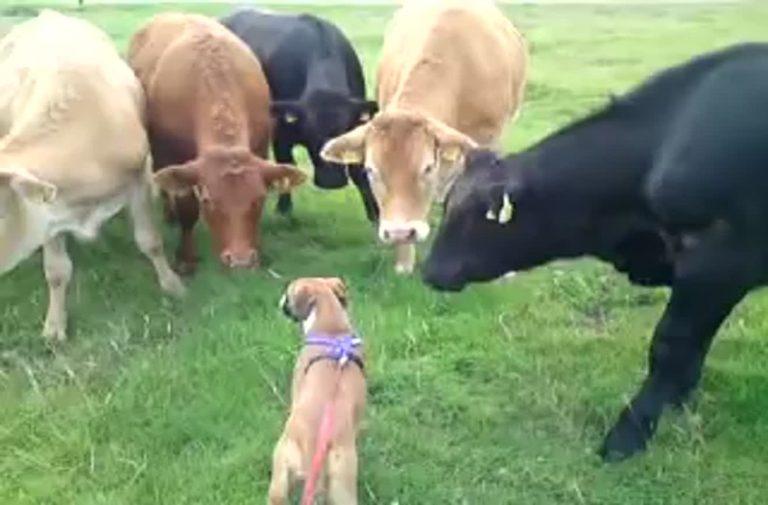 Boxer Puppy Greeted by Herd of Cows on Walk. It’s AMAZING to See!