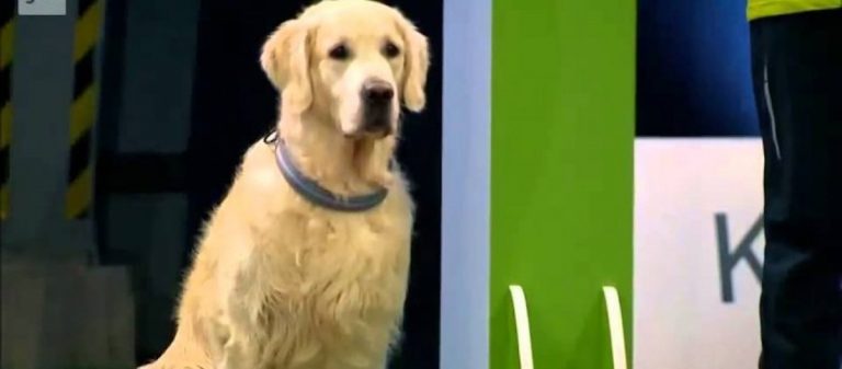 Golden Retriever Steal The Show With His Hilarious ‘Obedience ...
