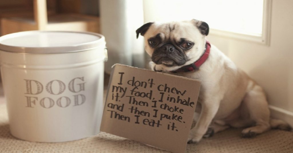 These 17 Naughty Pugs Just Got Shamed By Their Owners
