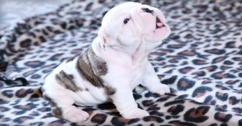 These 10 Adorable Little Puppies Howling Will Make Your Day!