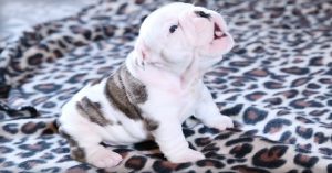 These 10 Adorable Little Puppies Howling Will Make Your Day!