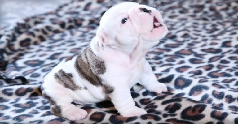 These 10 Adorable Little Puppies Howling Will Make Your Day!