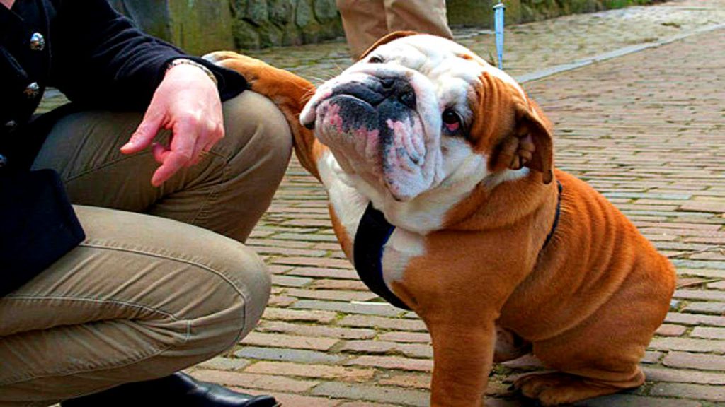 15 Signs You’re A Crazy Bulldog Person… and Damn Proud To Be!