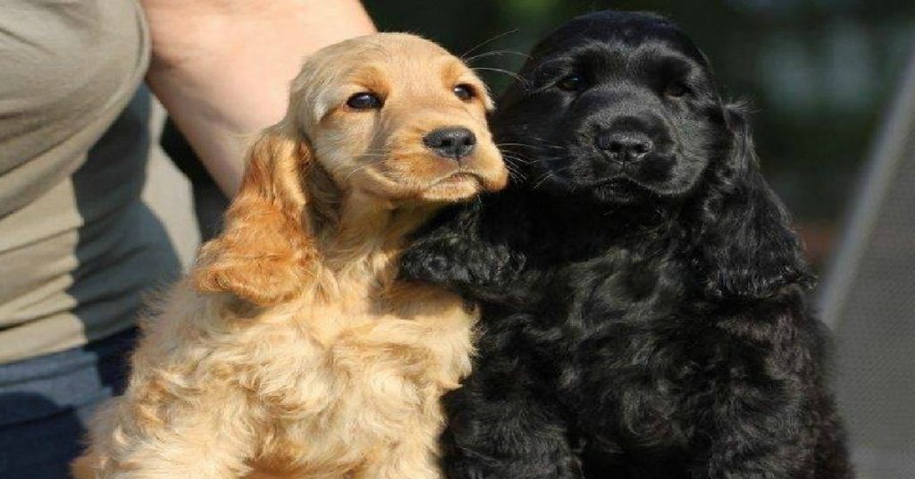 15 Signs You’re A Crazy Cocker Spaniel Person… and Damn Proud To Be!