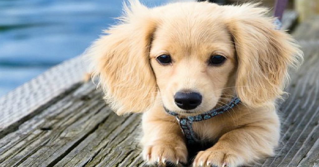 34 UNREAL Dachshund Cross Breeds You’ve Got To See To Believe