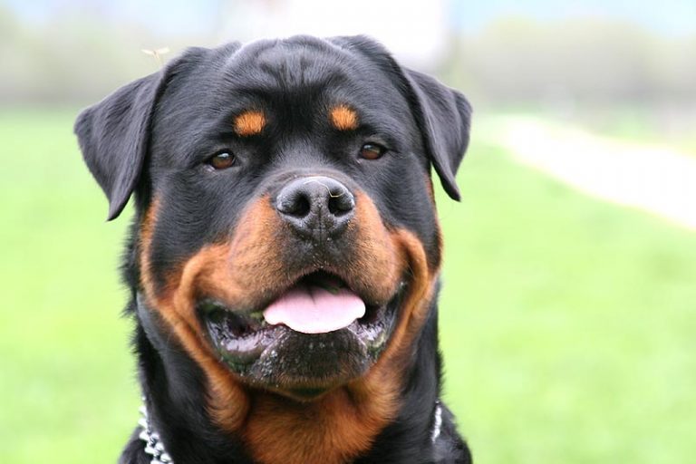 15 Signs That Indicate You’re A Crazy Rottweiler Person… And Are Damn ...