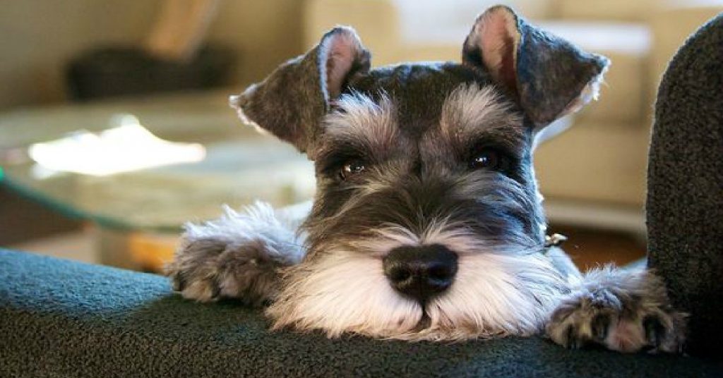 15 Signs That Indicate You're A Crazy Schnauzer Person… And Are Damn ...